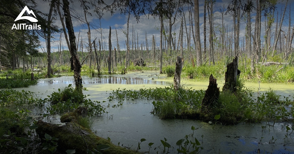 Best hikes and trails in Bear Swamp Preserve | AllTrails Best hikes and trails in Bear Swamp Preserve | AllTrails