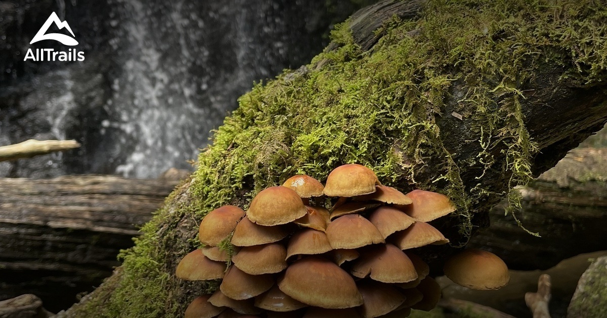 Best hikes and trails in Agua Blanca de Iturbide | AllTrails