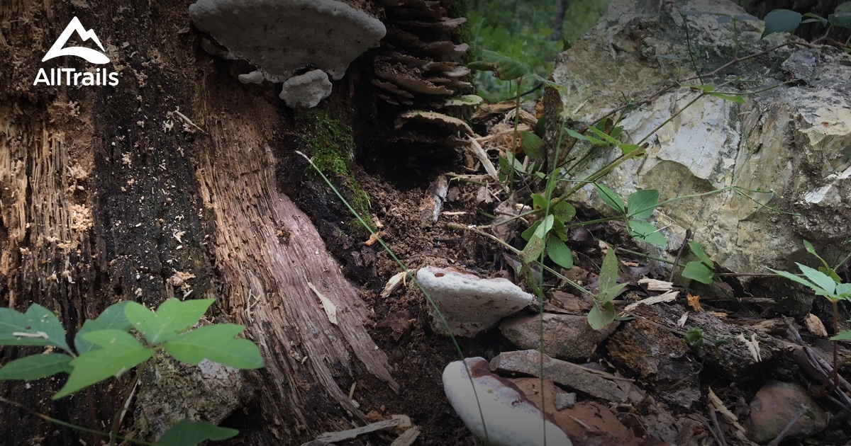 Best Trails near Bentonville, Arkansas | AllTrails