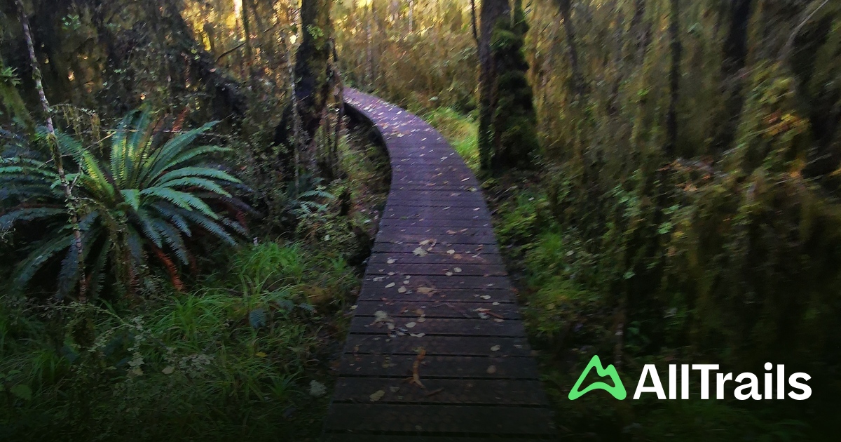 Totara trees nature walk - hikes and trails to get you there | AllTrails