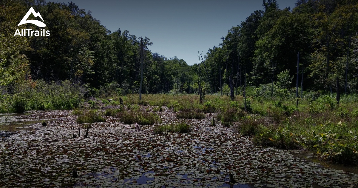Best hikes and trails in Calvert Cliffs State Park | AllTrails