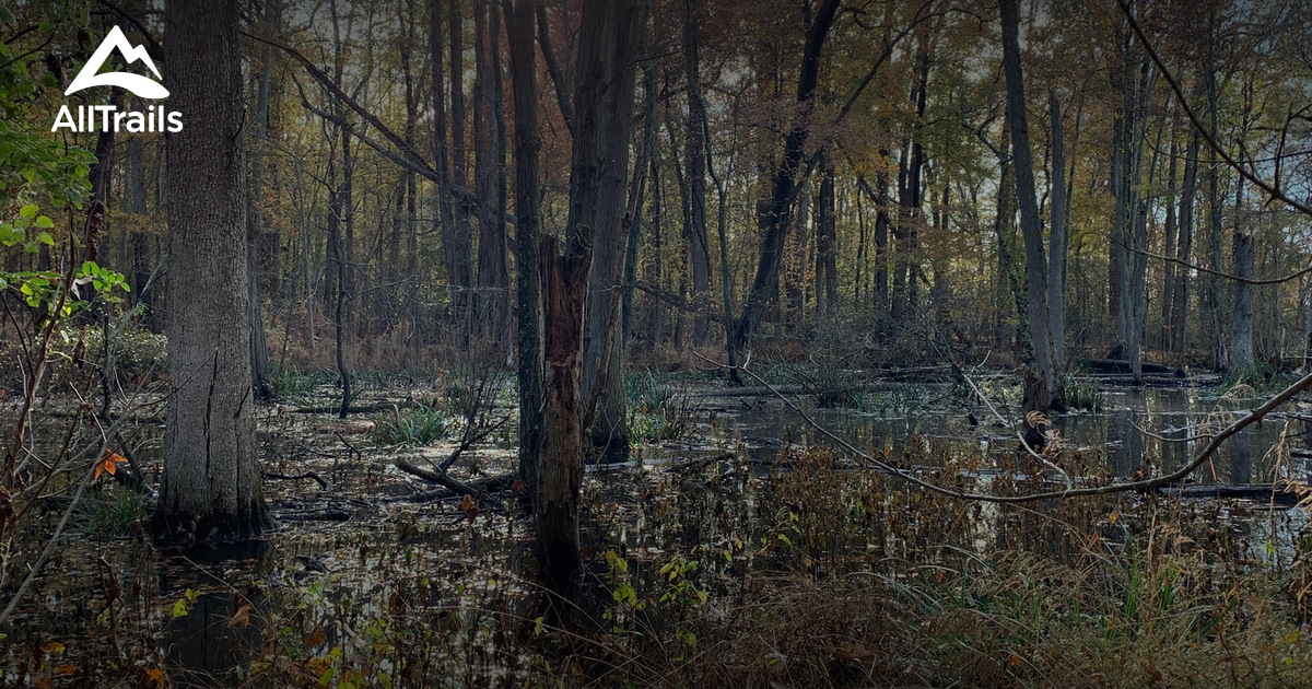Best forest trails in Chapman State Park | AllTrails