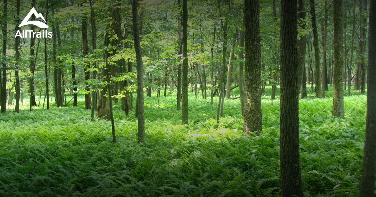 Best Trails in Gambrill State Park - Maryland | 186 Photos & 254 ...