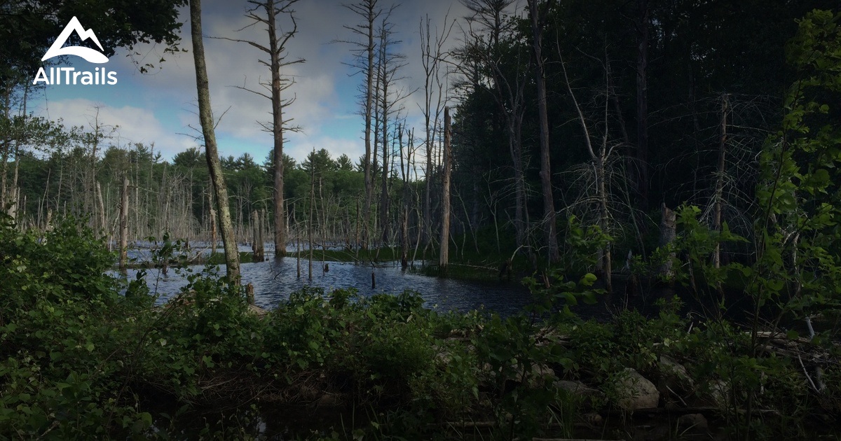 Best hikes and trails in Georgetown-Rowley State Forest | AllTrails