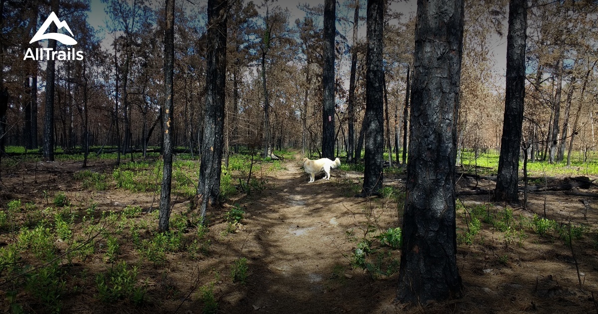 10 Best hikes and trails in Wharton State Forest | AllTrails