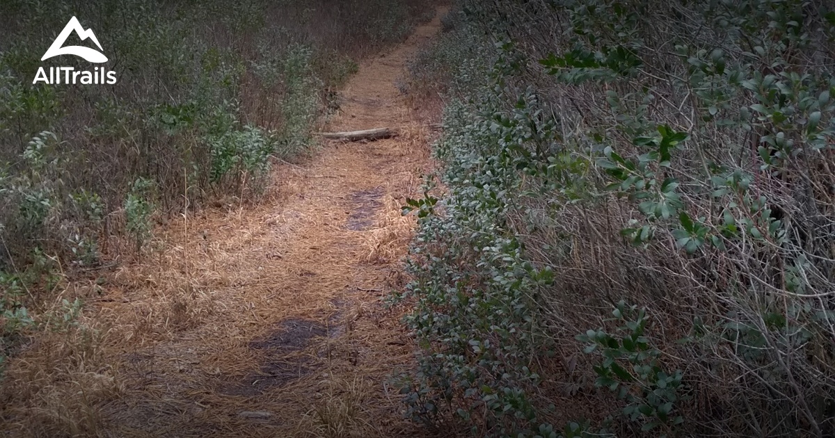 Best Trails in Bass River State Forest - New Jersey | AllTrails