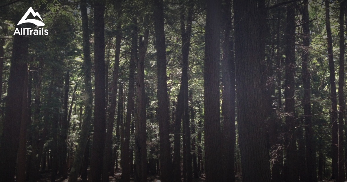 Best hikes and trails in Hartwick Pines State Park | AllTrails