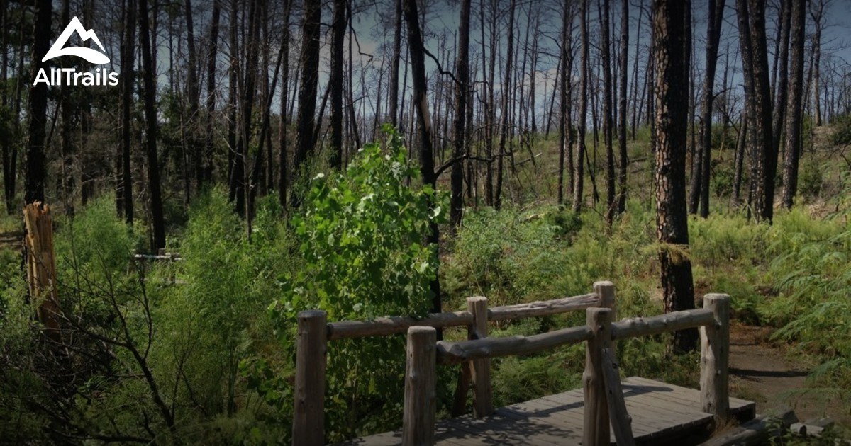Best Trails in Bastrop State Park - Texas | AllTrails
