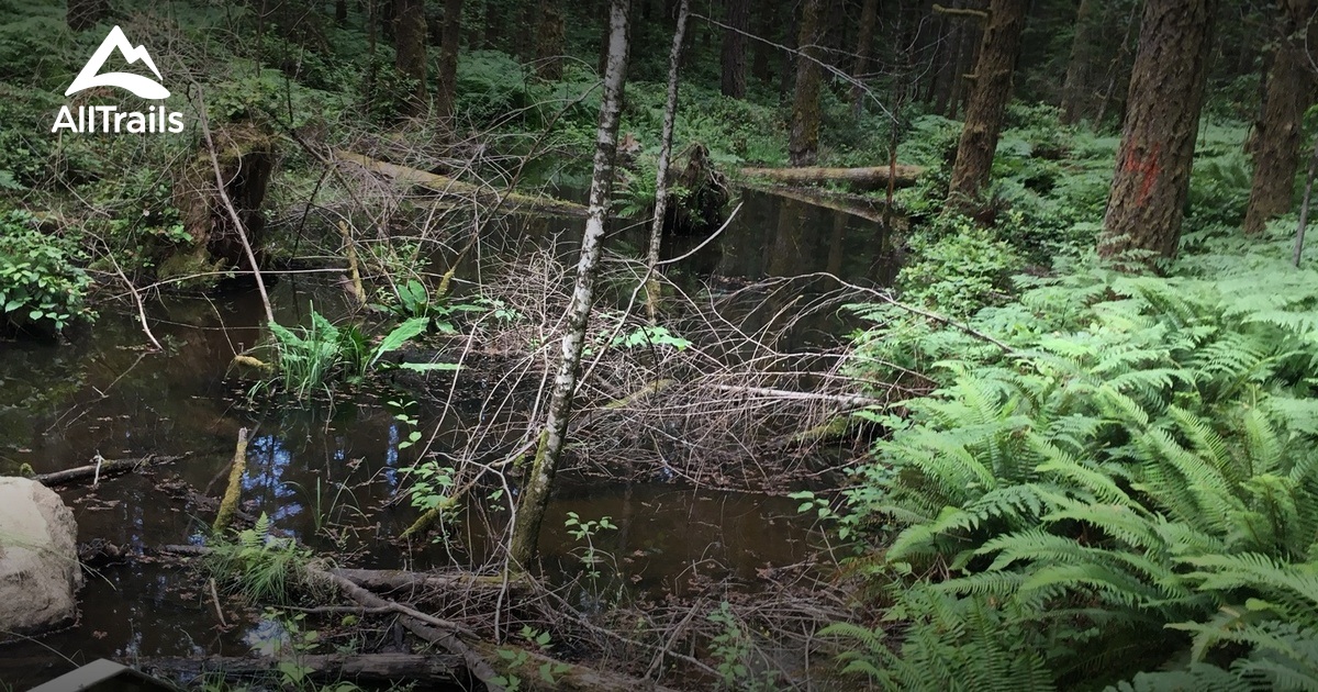 Belfair State Park: Die besten Routen zum Wandern | AllTrails