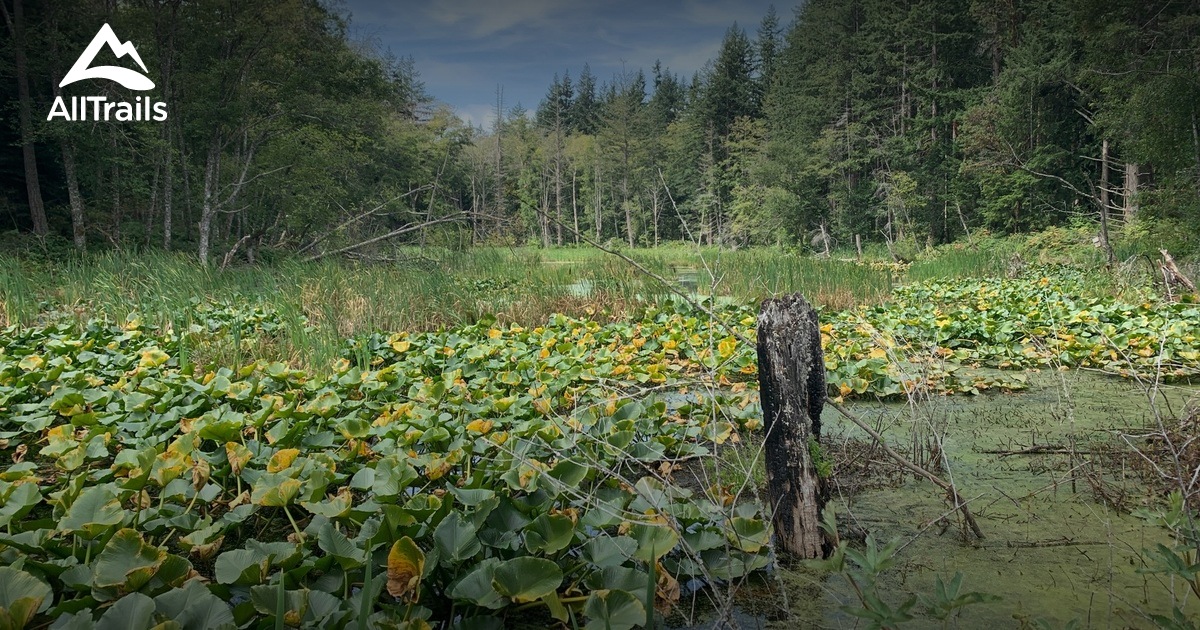 Best forest trails in Cama Beach State Park | AllTrails