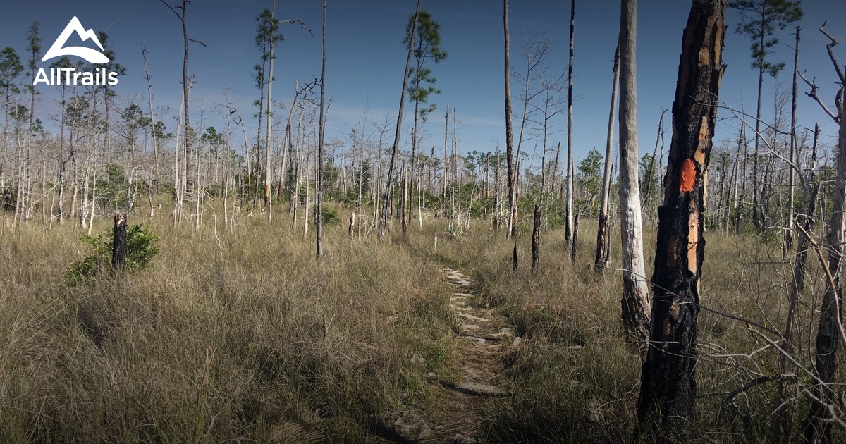 Best Trails in Big Cypress National Preserve - Florida | AllTrails