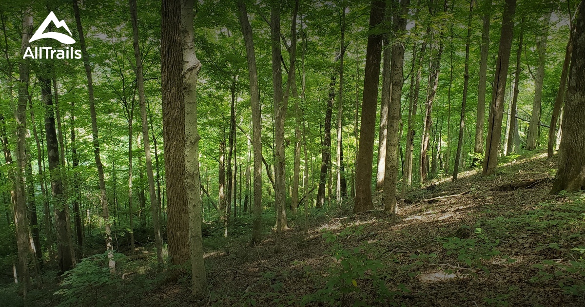 Best Trails in Yellowwood State Forest - Indiana | AllTrails