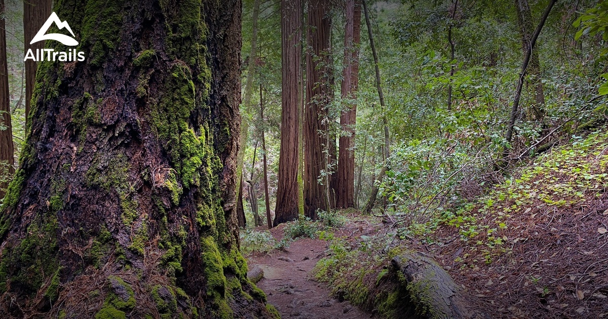 10 Best waterfall trails in West Waddell Creek State Wilderness | AllTrails