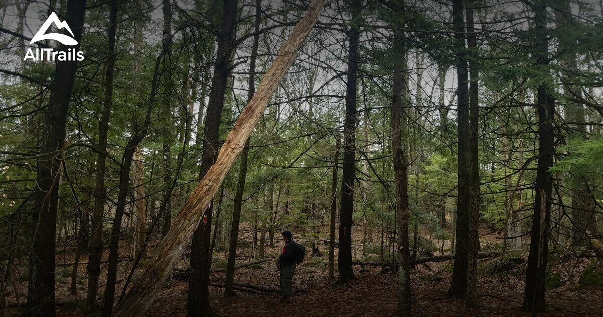 Bästa promenadlederna i Fox State Forest | AllTrails