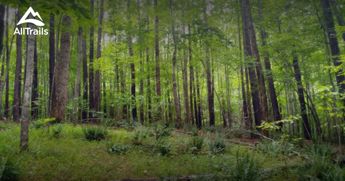 Best Trails in Carl Alwin Schenck Memorial Forest - North Carolina ...