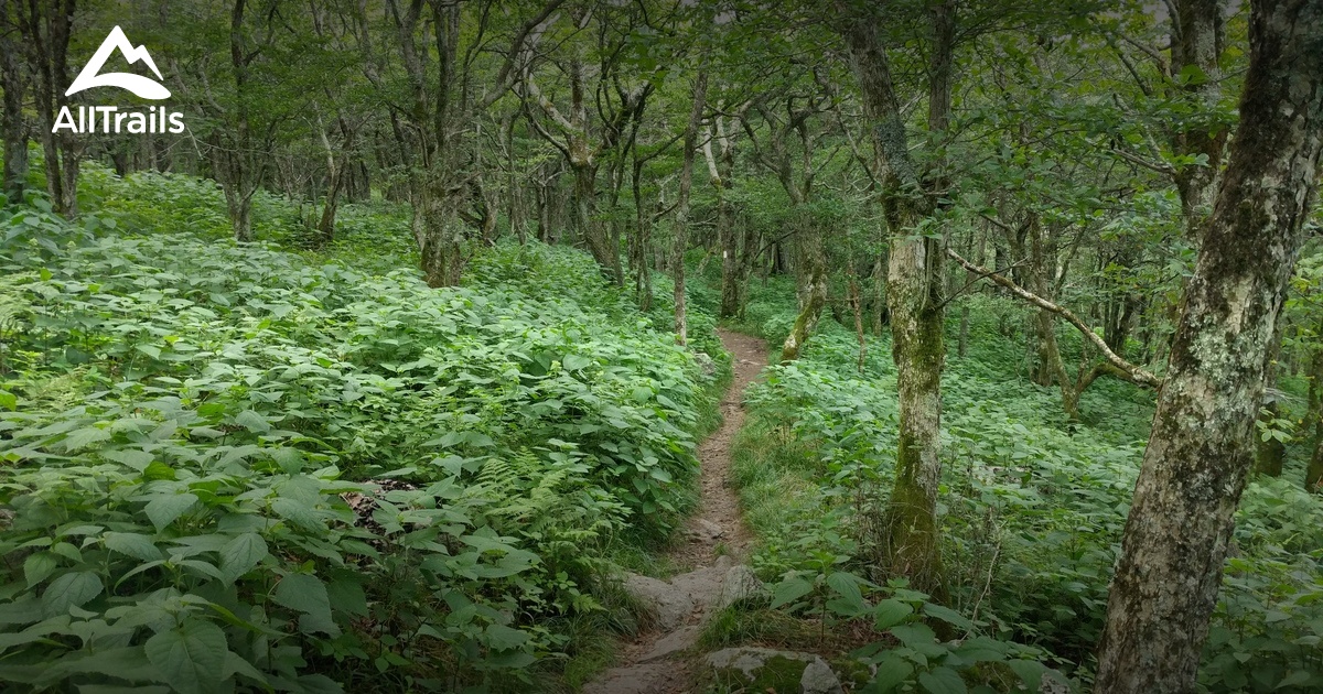 Best Trails in Mount Rogers National Recreation Area - Virginia | AllTrails