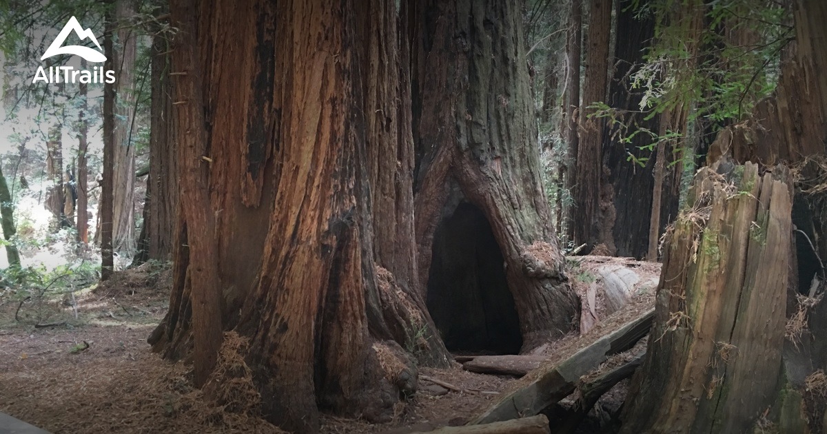 Best Trails in Muir Woods National Monument - California | AllTrails