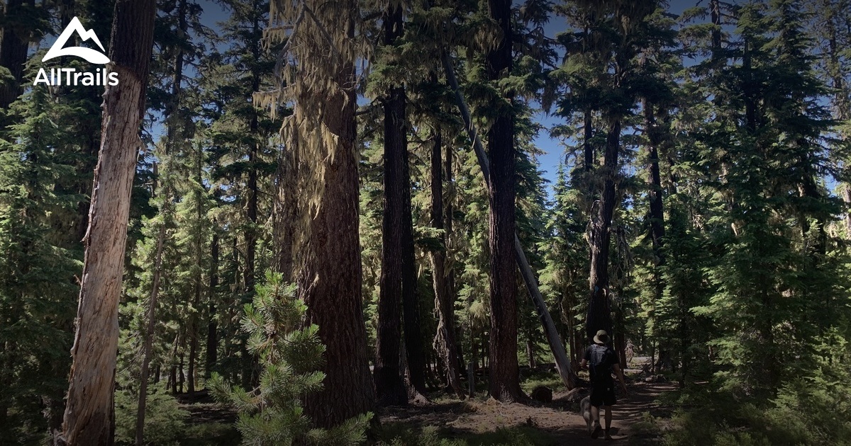 Best hikes and trails in Gold Lake Bog Research Natural Area | AllTrails