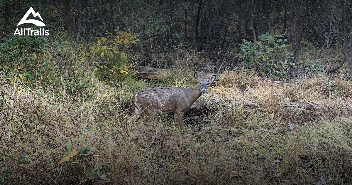 Best trails in Difficult Run Stream Val Park | AllTrails