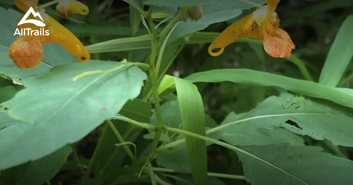 Best hikes and trails in Boston Forest County Park | AllTrails