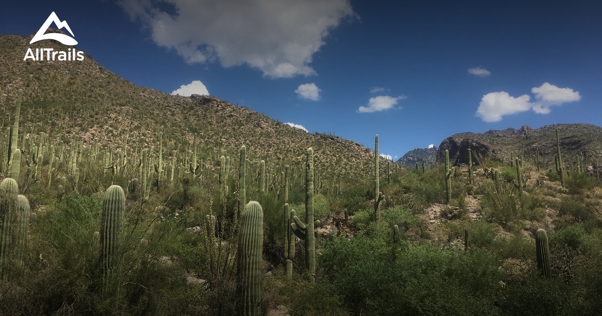 Best Trails in Pusch Ridge Wilderness - Arizona | AllTrails