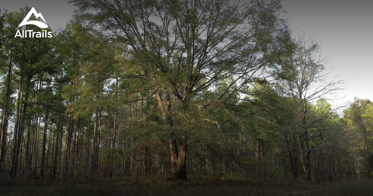 Best Trails in Sabine National Forest - Texas | AllTrails