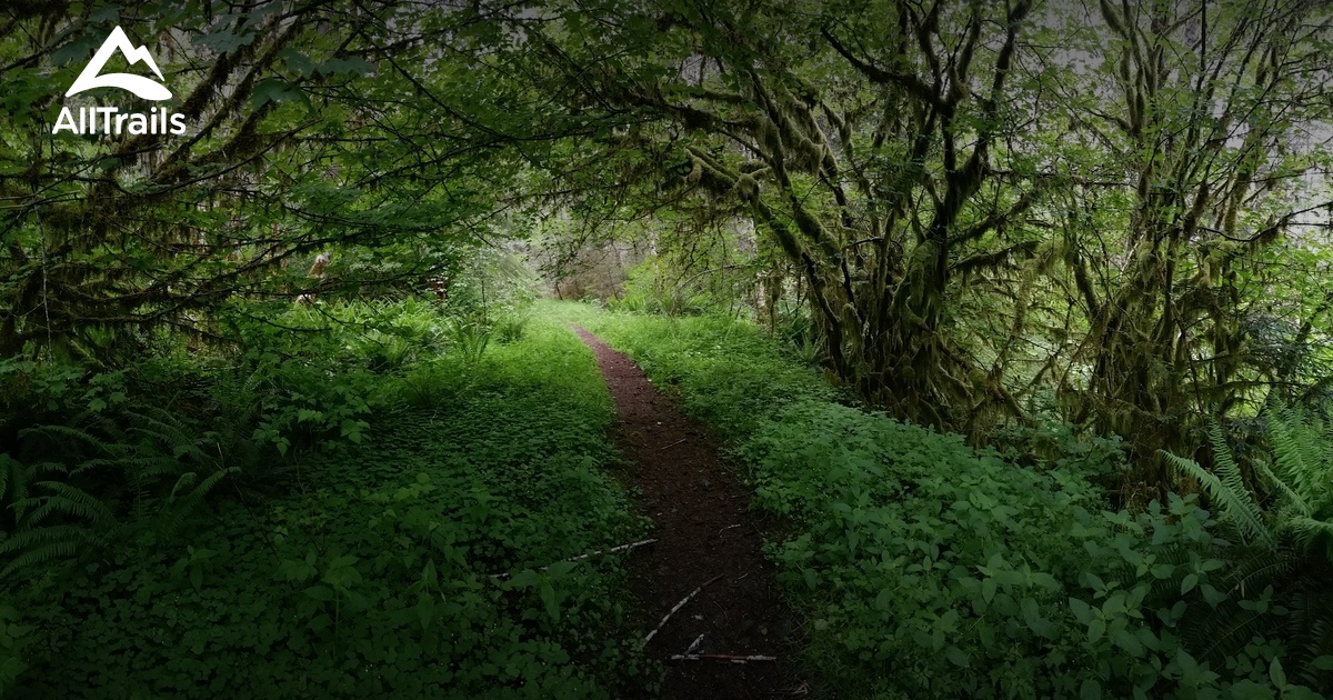 Best hikes and trails in Clatsop State Forest | AllTrails