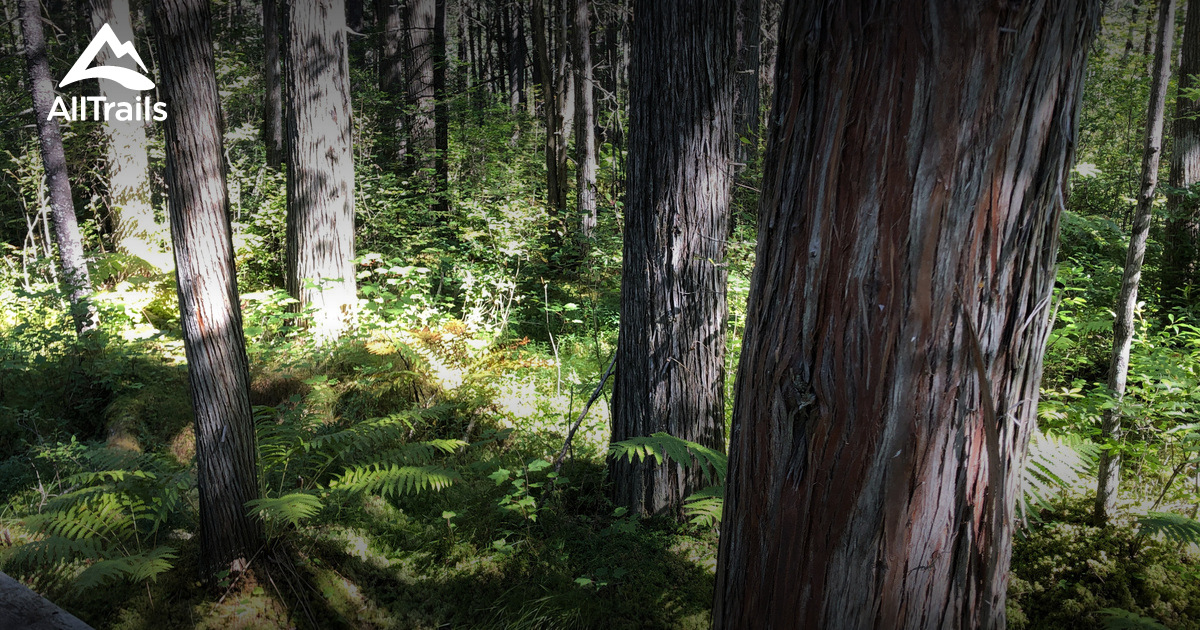 Best hikes and trails in Loverens Mill Cedar Swamp | AllTrails