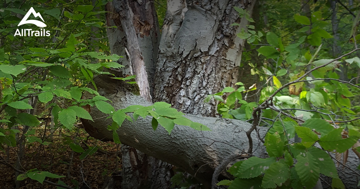 Best hikes and trails in Proctor Park Conservation Area | AllTrails
