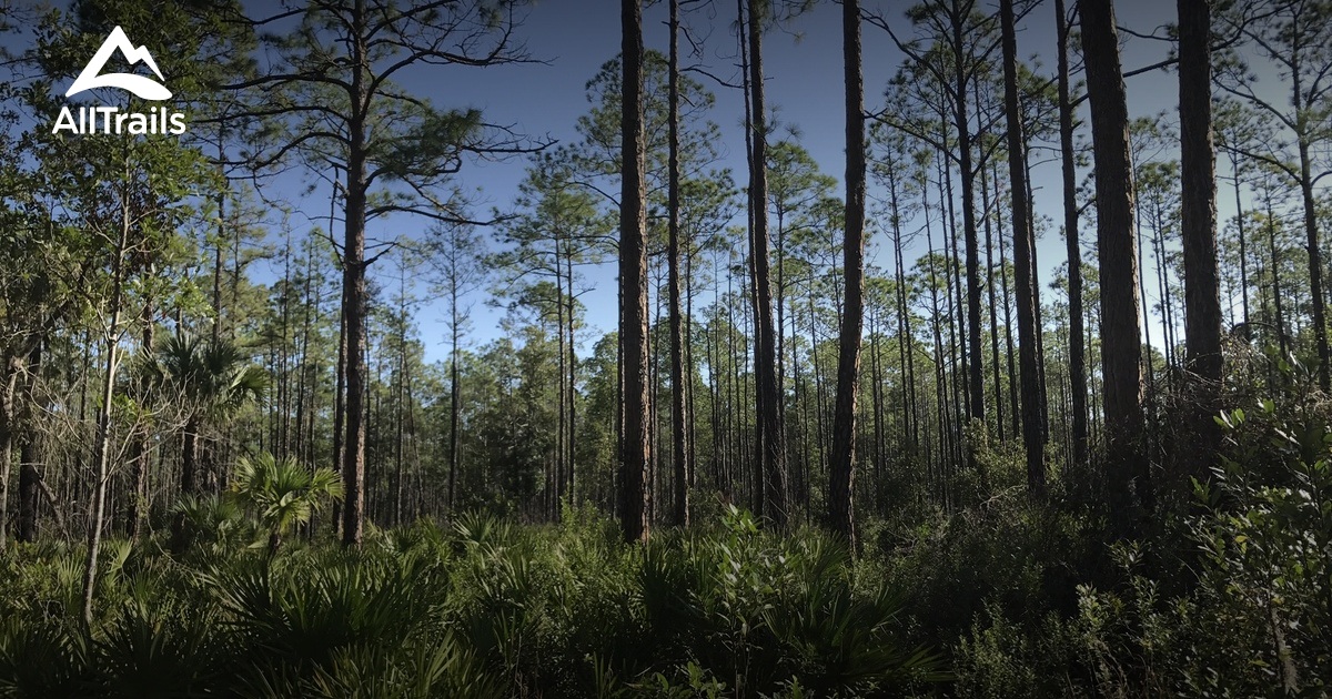 Best hikes and trails in Welaka State Forest | AllTrails