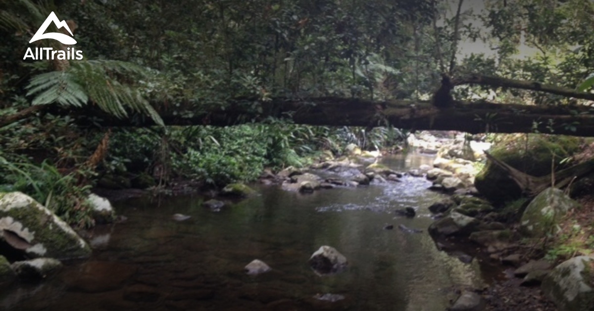 Best Trails in Border Ranges National Park - New South Wales, Australia ...