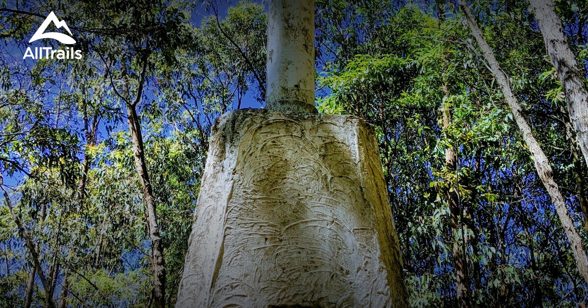 Best hikes and trails in Mooball National Park | AllTrails