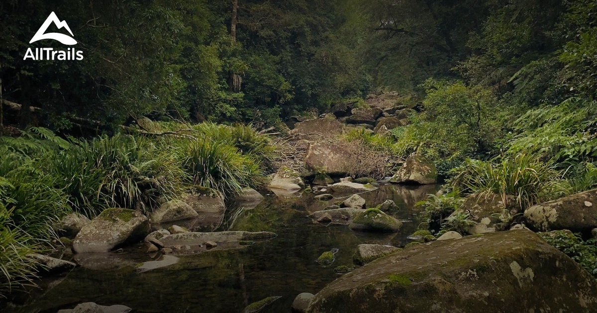 Best hikes and trails in Washpool National Park | AllTrails