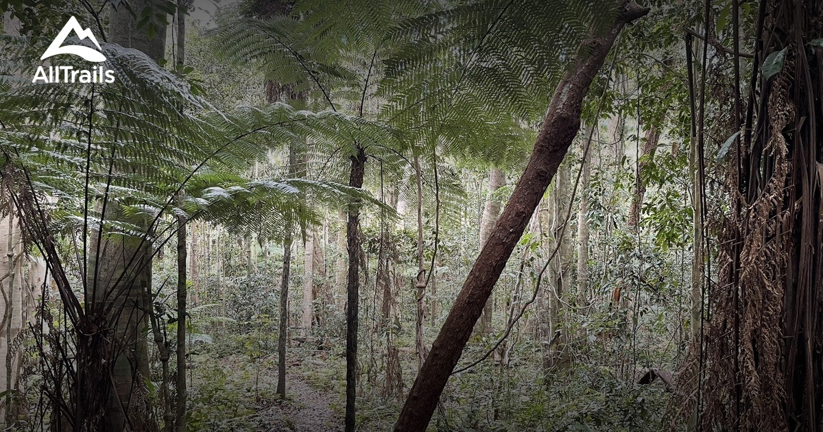 Best hikes and trails in Kroombit Tops National Park | AllTrails