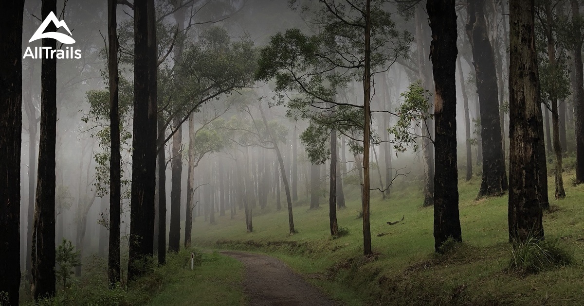 Best Trails in Dandenong Ranges National Park - Victoria, Australia ...