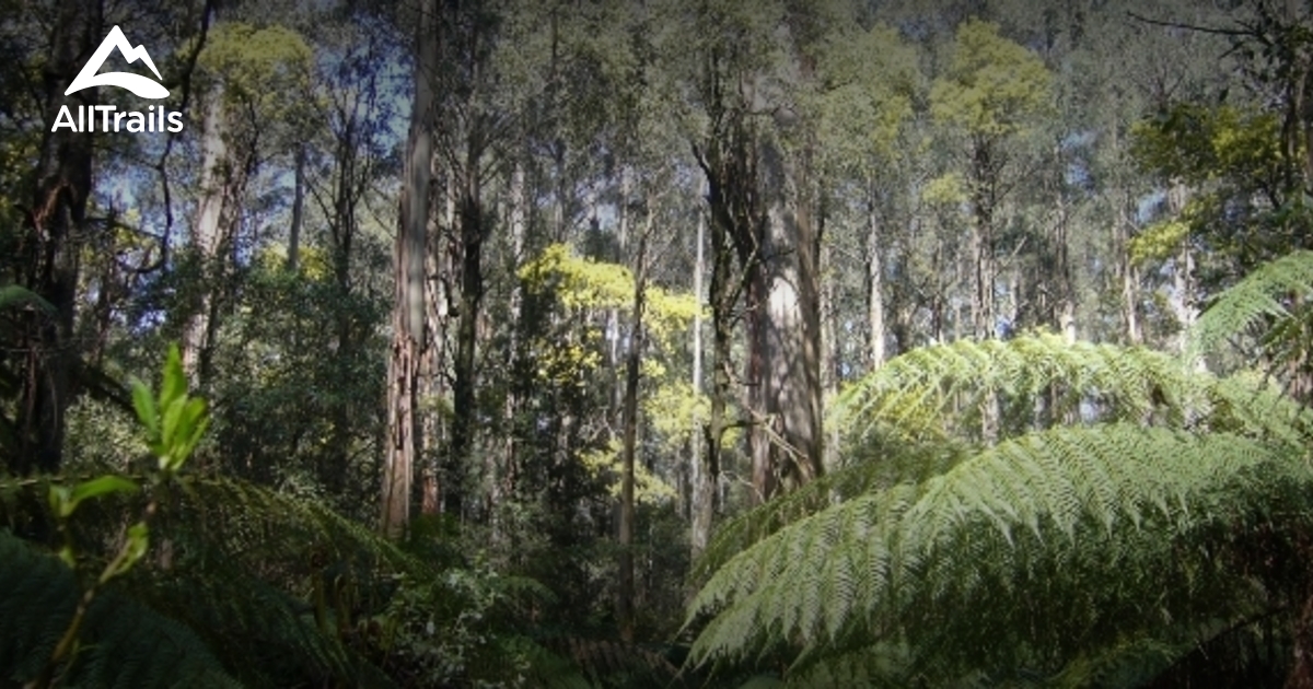 Best Trails in Yarra Ranges National Park - Victoria, Australia | AllTrails