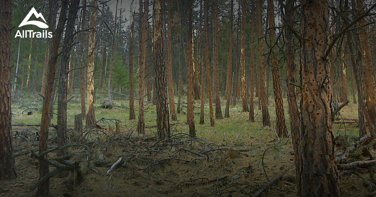 Best hikes and trails in Ellison Provincial Park | AllTrails