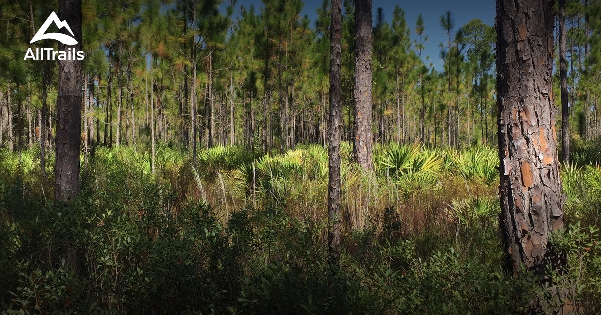 Best hikes and trails in Point Washington State Forest | AllTrails