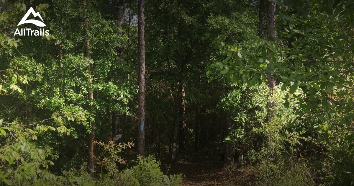 Best Trails in Blackwater River State Forest - Florida | 40 Photos & 11 ...