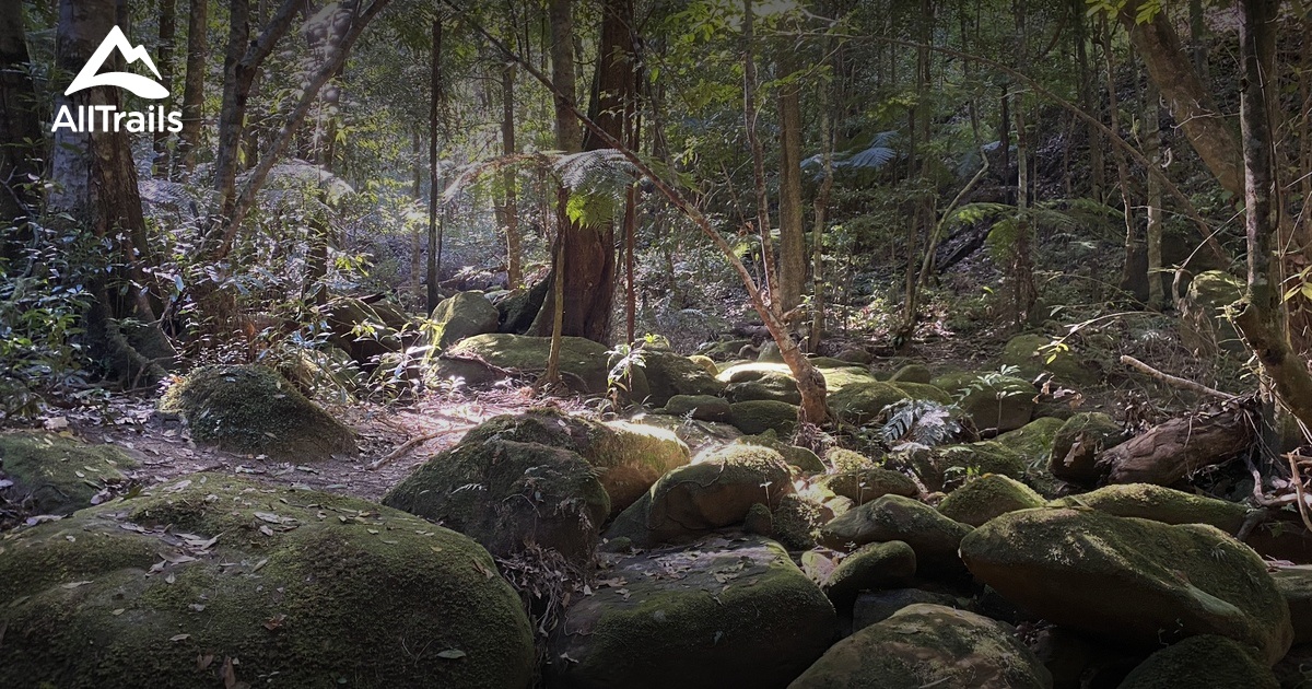 Best hikes and trails in Ourimbah State Forest | AllTrails