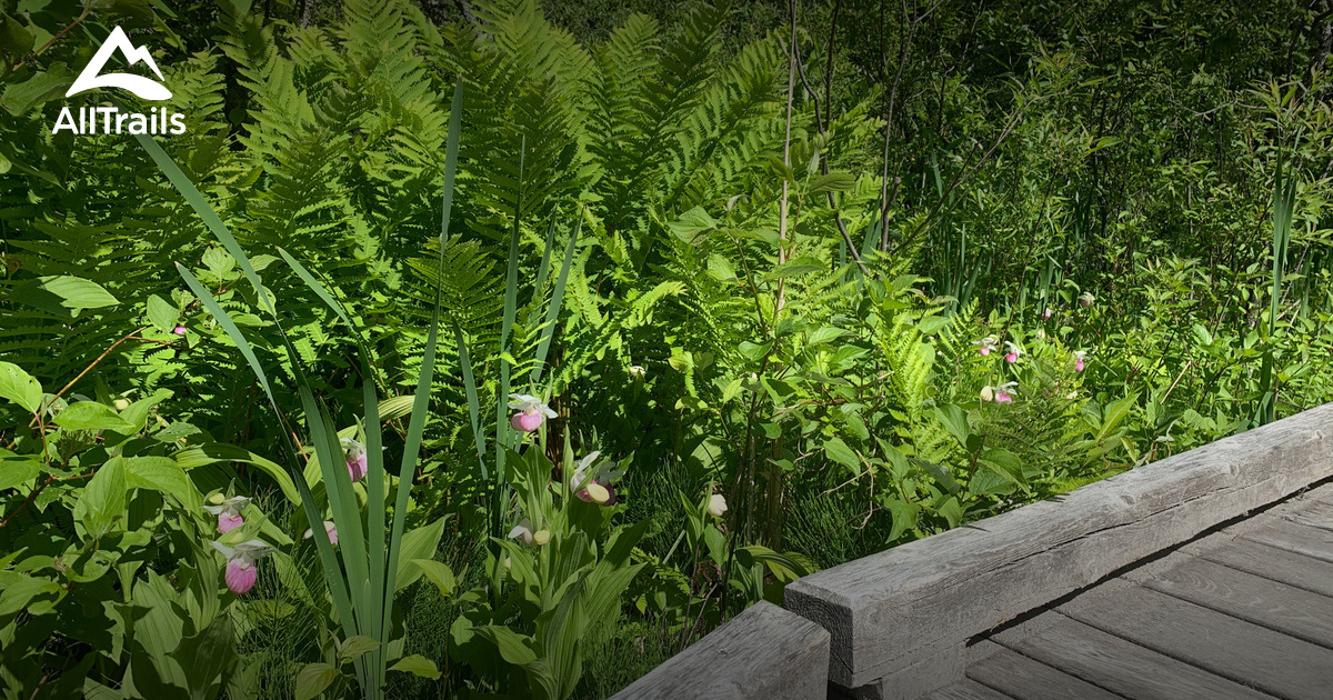 Best hikes and trails in Eshqua Bog Preserve | AllTrails
