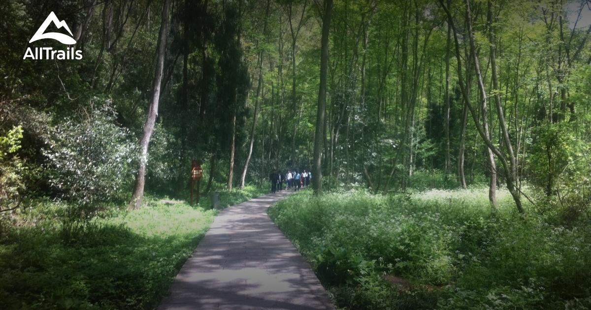 Best forest trails in Zhangjiajie National Forest Park | AllTrails