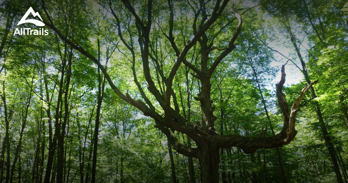 Best Trails in Marlborough-Sudbury State Forest - Massachusetts | AllTrails