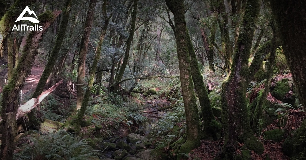 10 Best forest trails in Upper Stevens Creek County Park | AllTrails