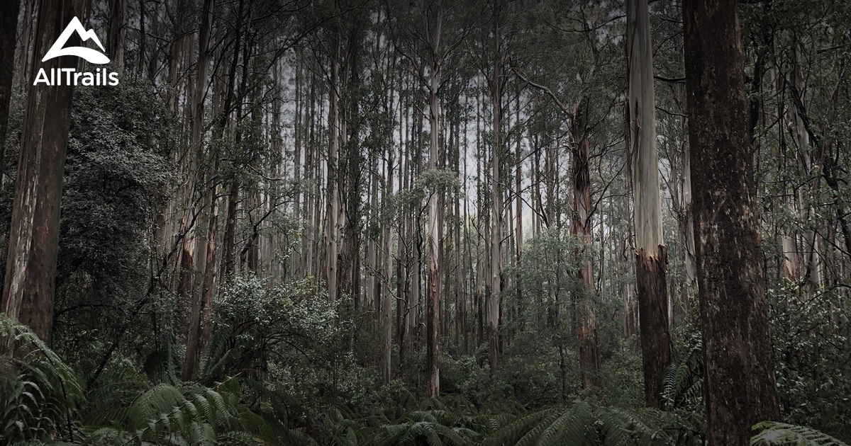 Best trails in Toolangi State Forest, Victoria, Australia | AllTrails