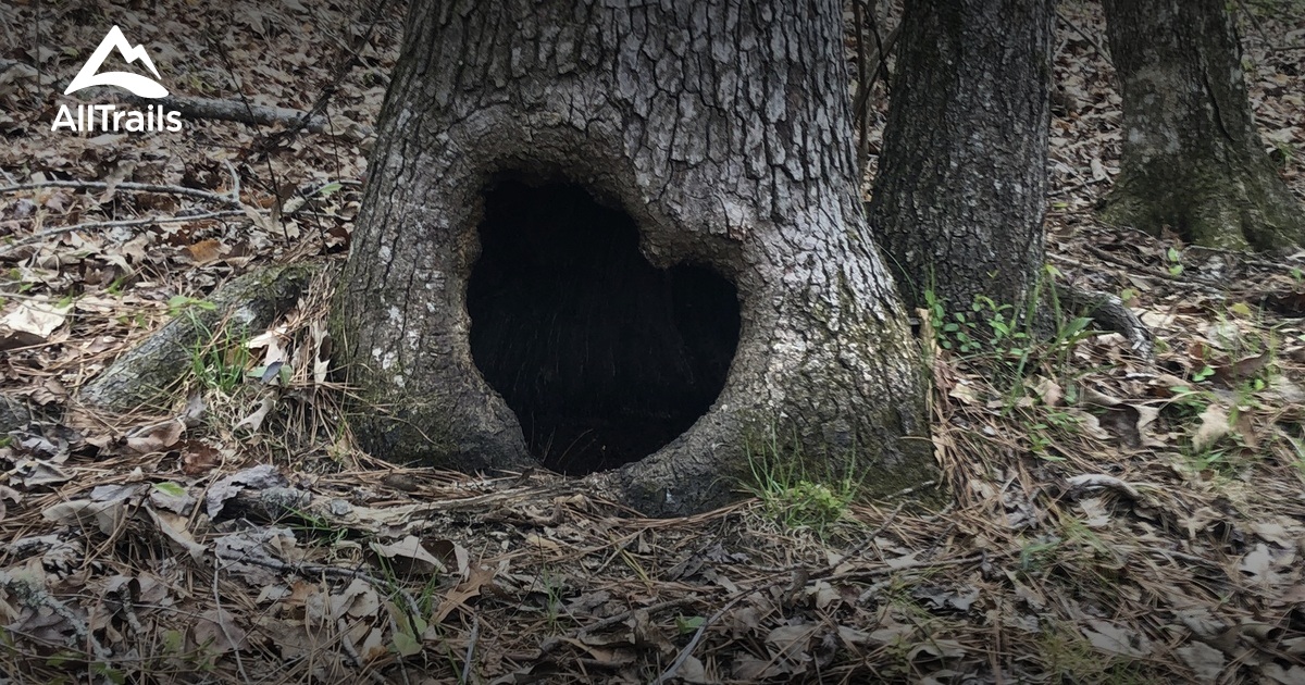 Best Trails in Charlie Elliott Wildlife Center - Georgia | AllTrails