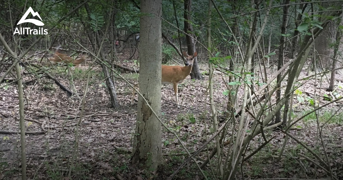 Dinosaur Hill Nature Preserve: as melhores caminhadas e trilhas | AllTrails