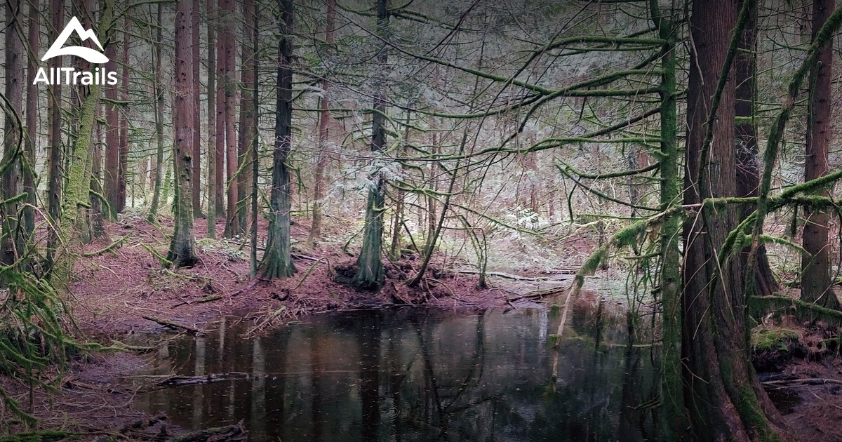 Best Trails in Pilchuck Tree Farm - Washington | AllTrails