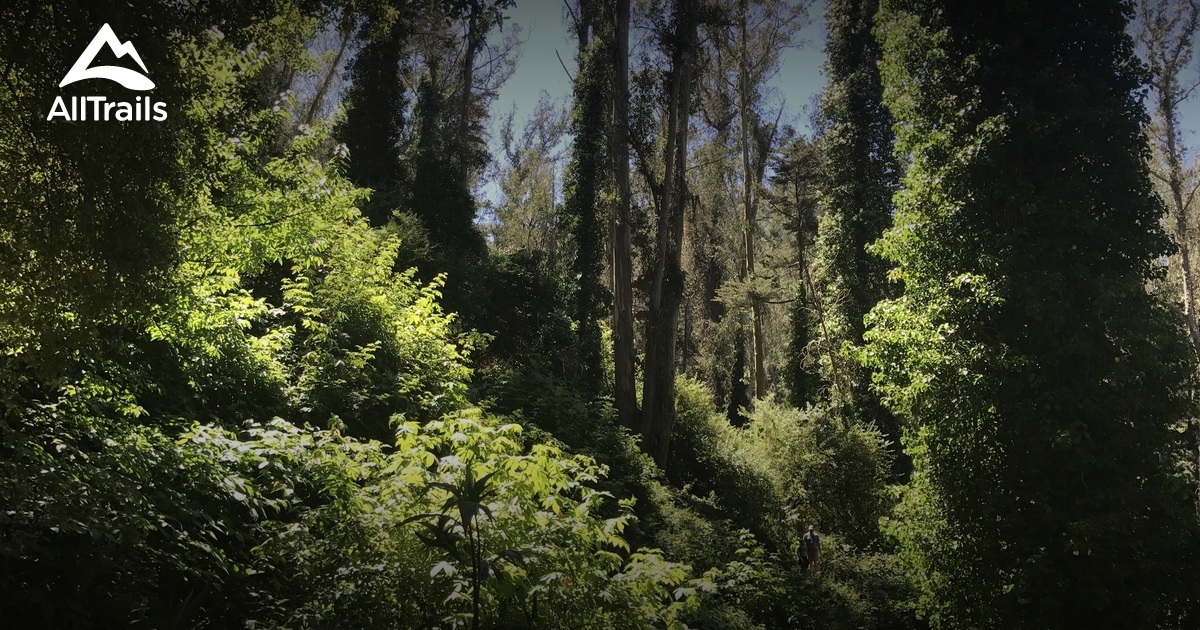 Best Trails in Mount Sutro Open Space Reserve - California | AllTrails