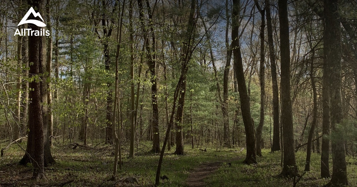 Best hikes and trails in Wile Forest | AllTrails